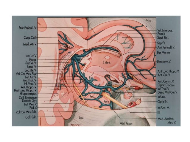 Brain venous system | PPT