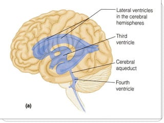 Brain ventricles | PPTX