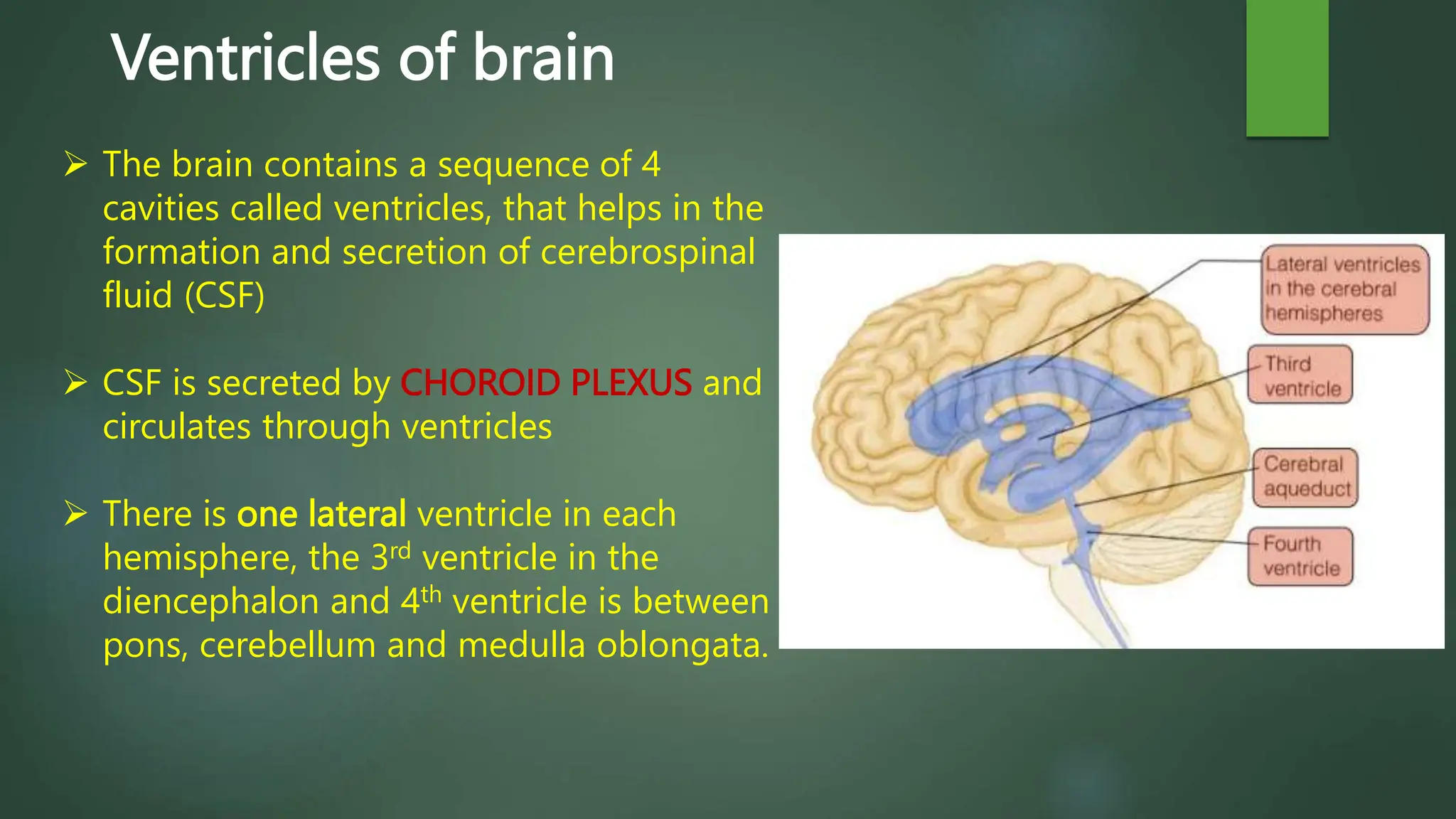Unit- I; Anatomy and Physiology of Brain Ventricles.pptx