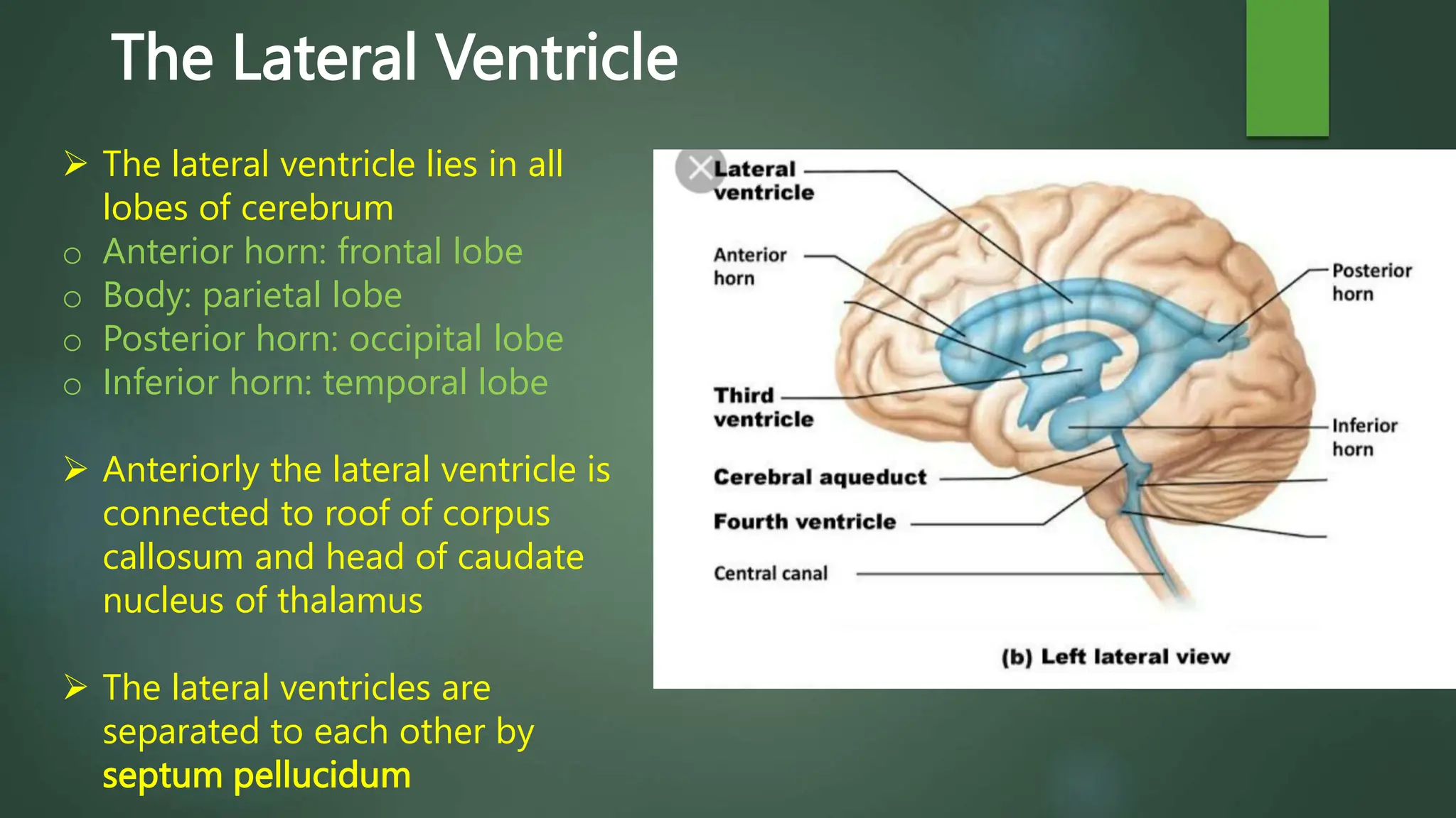 Unit- I; Anatomy and Physiology of Brain Ventricles.pptx