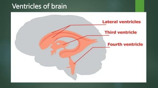 Unit- I; Anatomy and Physiology of Brain Ventricles.pptx