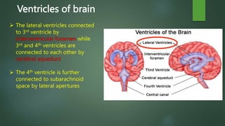 Unit- I; Anatomy and Physiology of Brain Ventricles.pptx