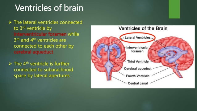 Unit- I; Anatomy and Physiology of Brain Ventricles.pptx