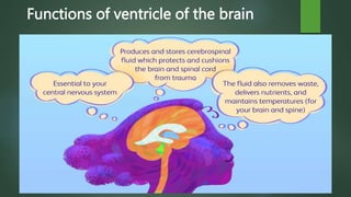Unit- I; Anatomy and Physiology of Brain Ventricles.pptx