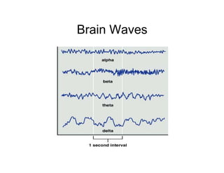 Brain waves | PDF