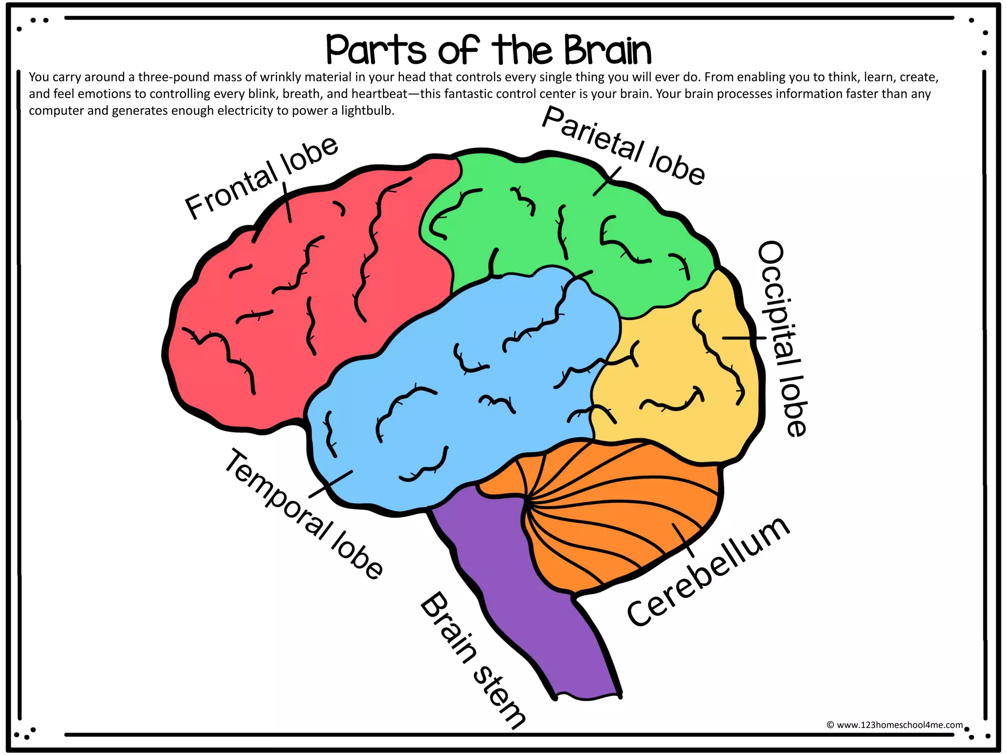 brain worksheets.pdf