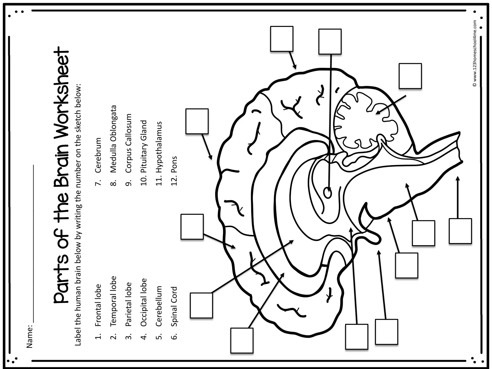 brain worksheets.pdf
