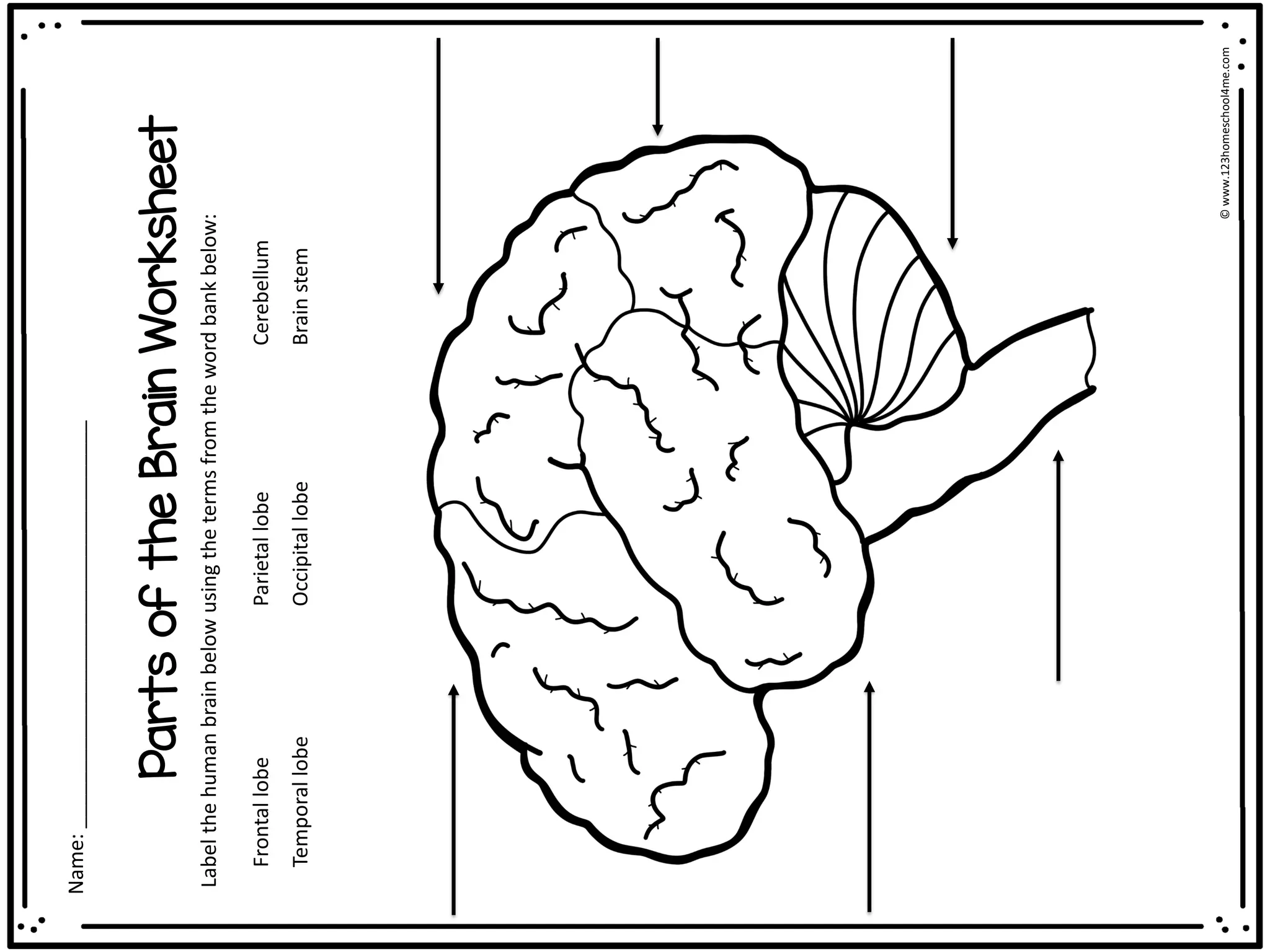 brain worksheets.pdf