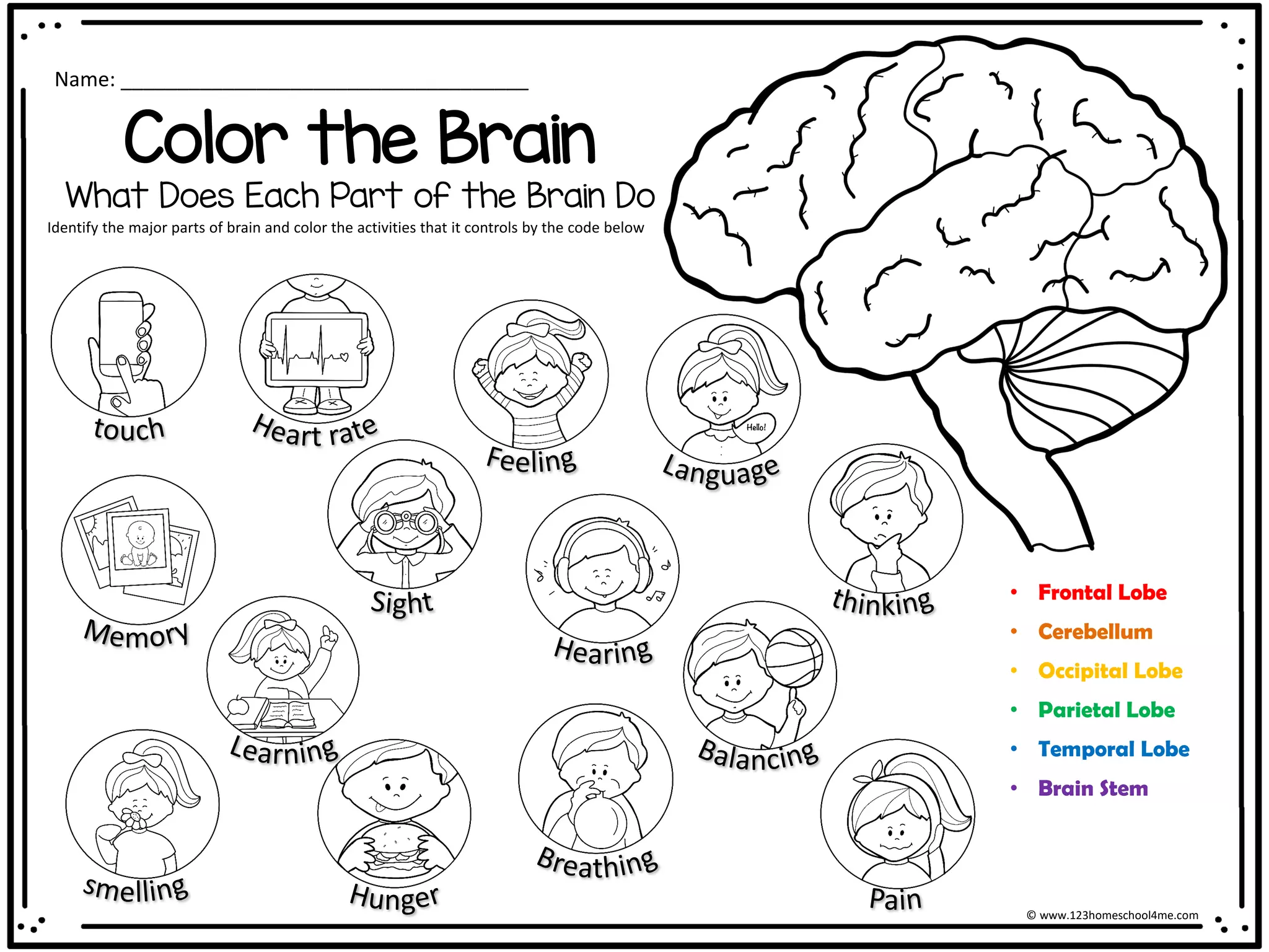 brain worksheets.pdf