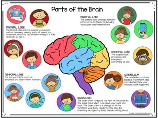 brain worksheets.pdf | Brain and Nervous System Disorders | Diseases ...