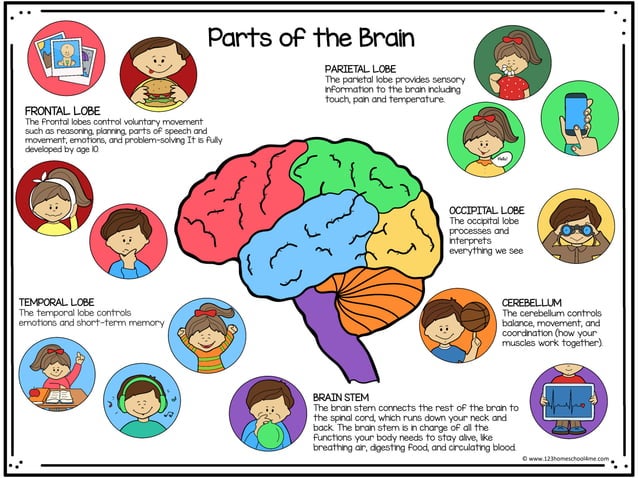 brain worksheets.pdf | Brain and Nervous System Disorders | Diseases and Conditions