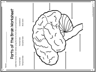 brain worksheets.pdf