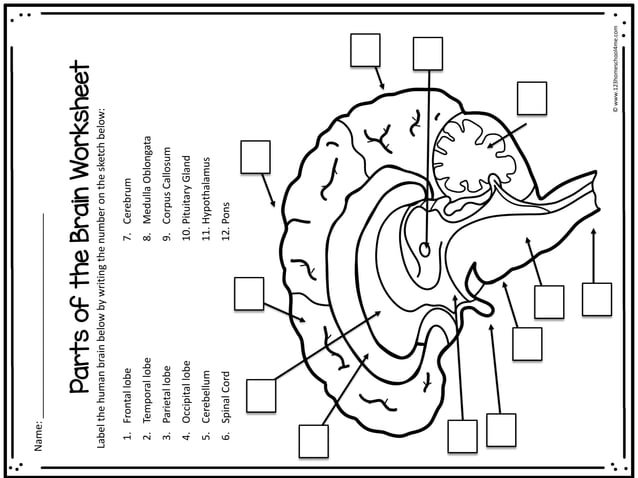 brain worksheets.pdf