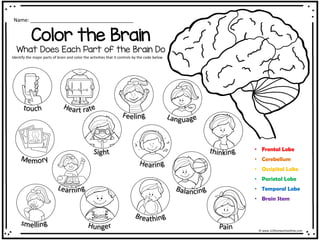 Parts Of The Brain For Kids Worksheet