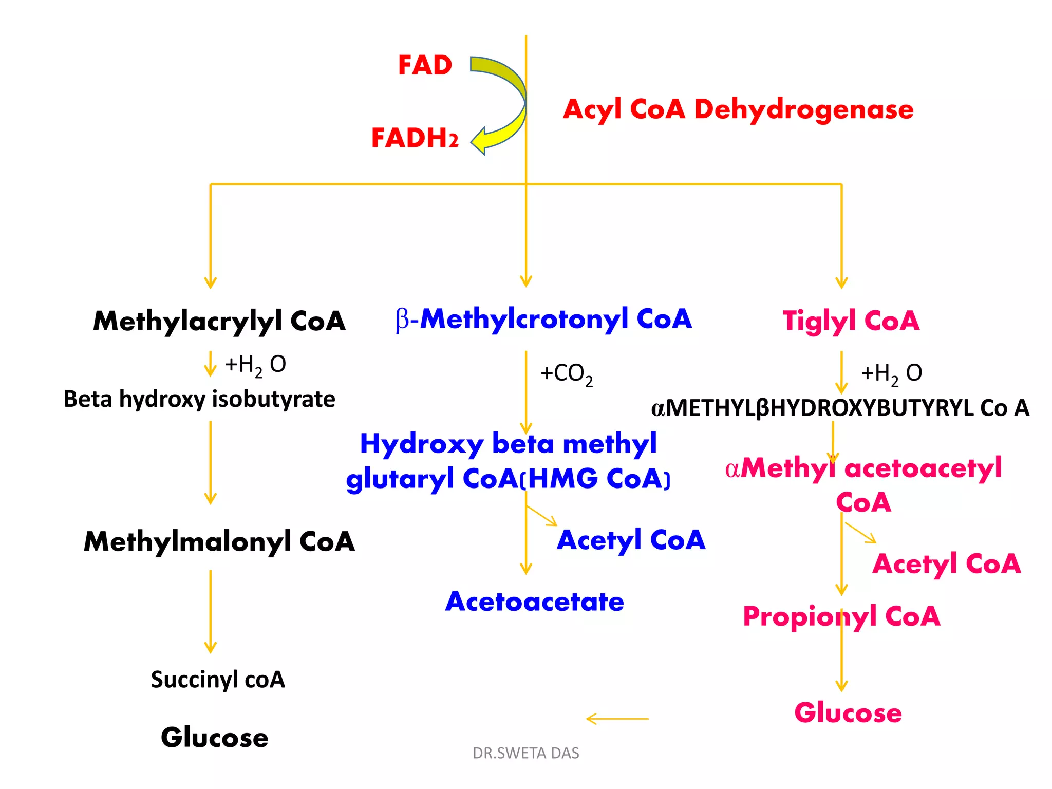 Branched Chain Amino Acid Metabolism Ppt