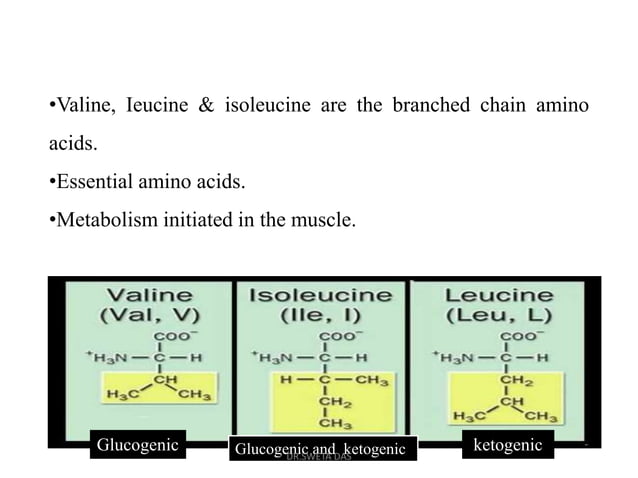 Branched chain amino acid metabolism | PPTX | Endocrine and Metabolic ...