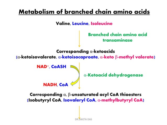 Branched chain amino acid metabolism | PPTX | Endocrine and Metabolic ...