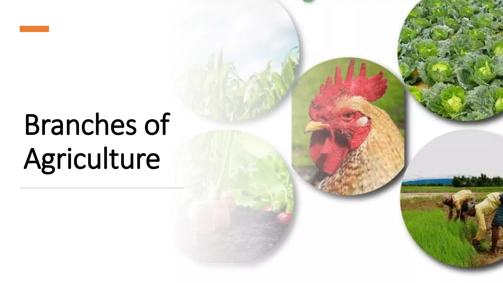 Branches of Agriculture.pptx