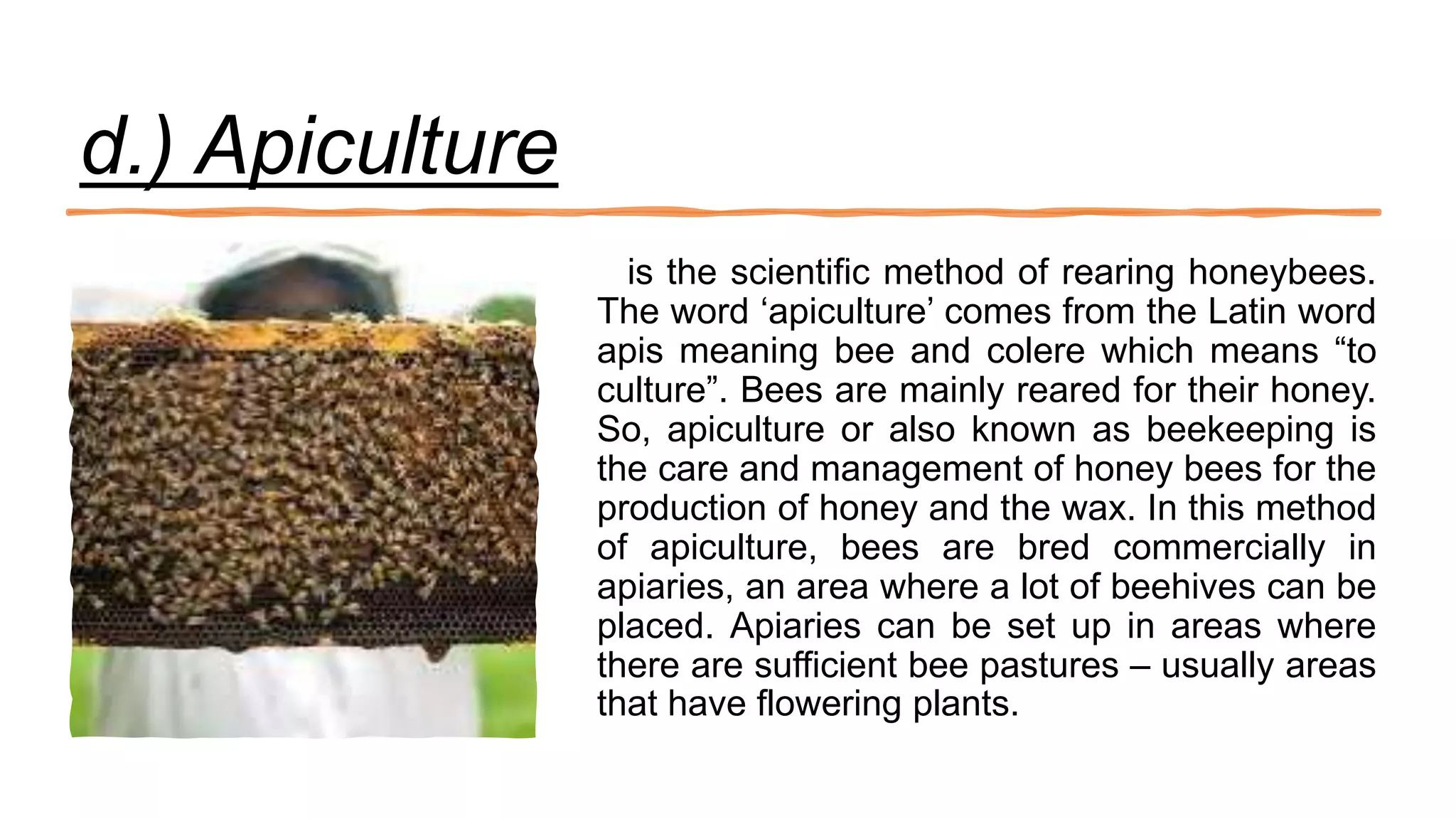 Branches of Agriculture.pptx