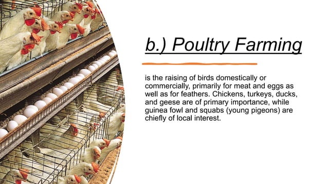 Branches of Agriculture.pptx