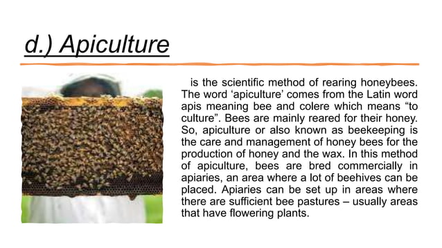 Branches of Agriculture.pptx