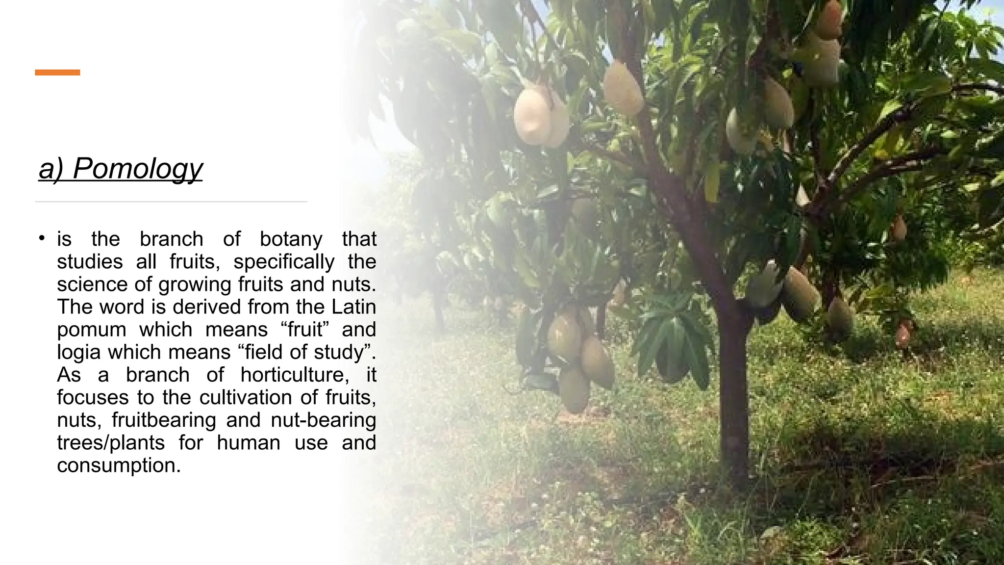 The Four Main Branches of Agriculture.pptx