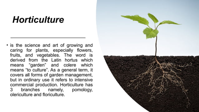 The Four Main Branches of Agriculture.pptx | Agriculture | Industries