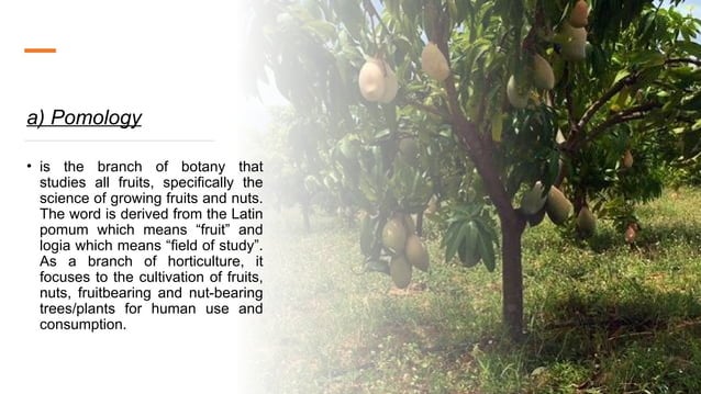 The Four Main Branches of Agriculture.pptx | Agriculture | Industries