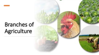 The Four Main Branches of Agriculture.pptx