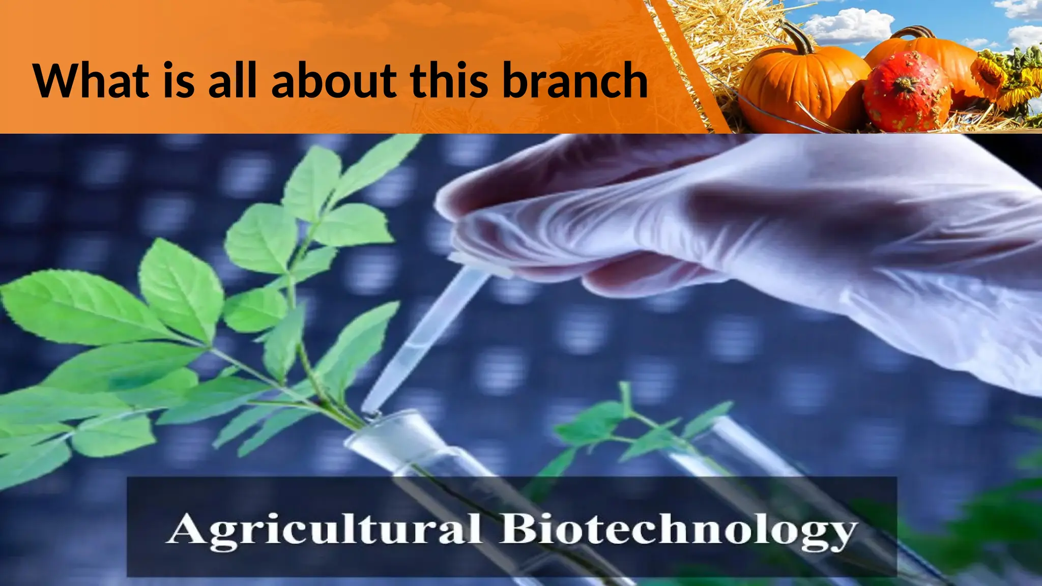 BRANCHES OF AGRICULTURE (1).pptx-studypi | PPTX