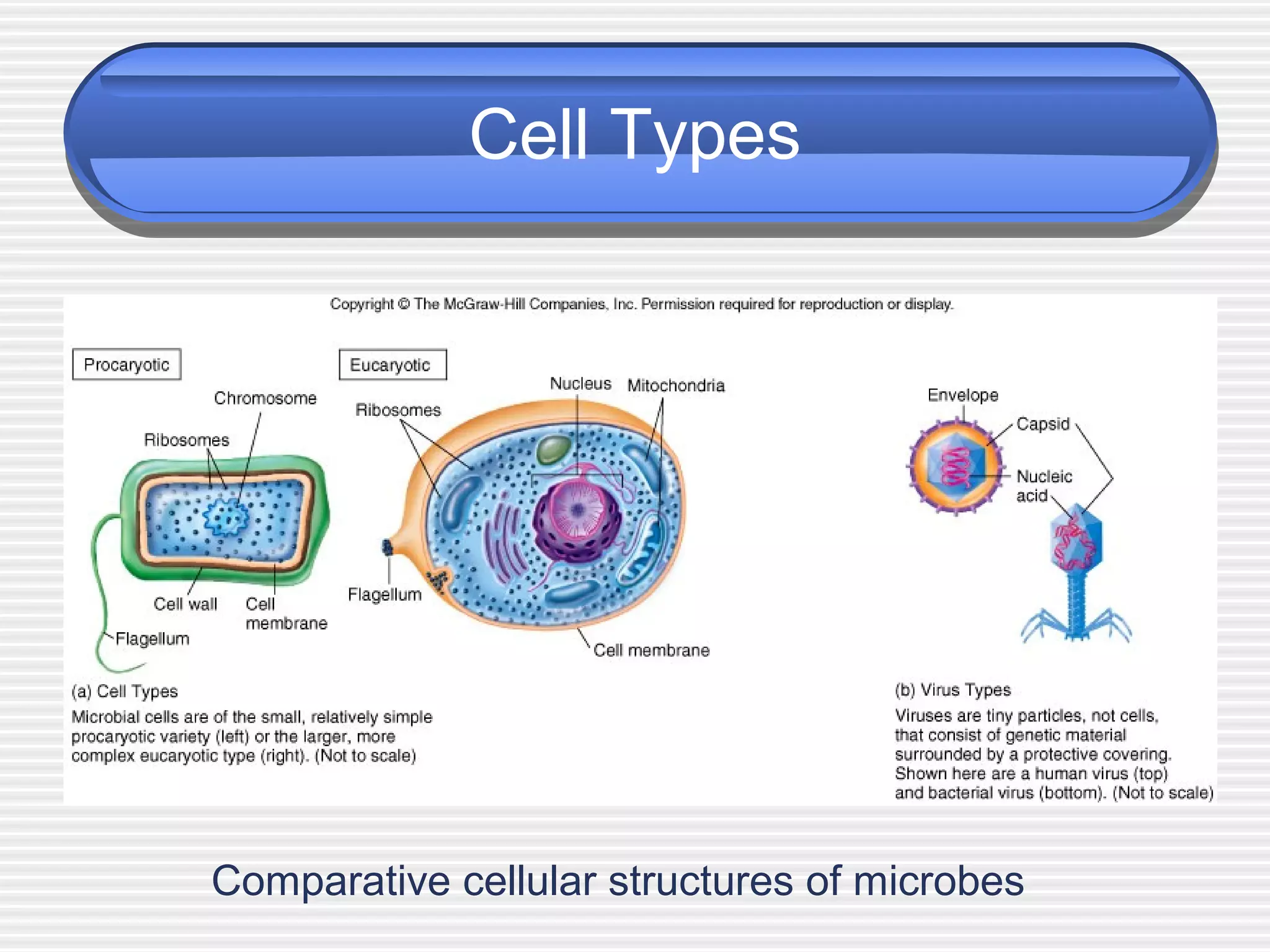 Branches of microbiology | PPT