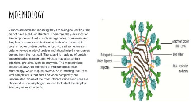 branches of microbilogy.pptx