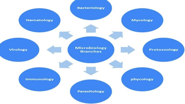 branches of microbilogy.pptx