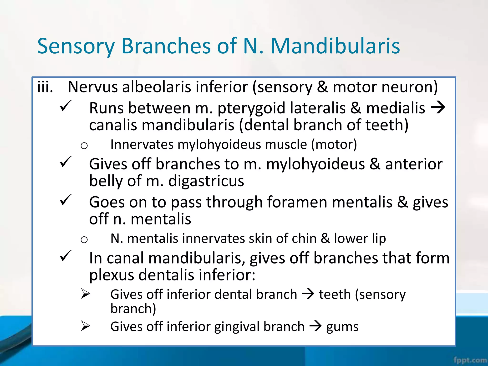 Branches of Trigeminal Nerve | PPTX