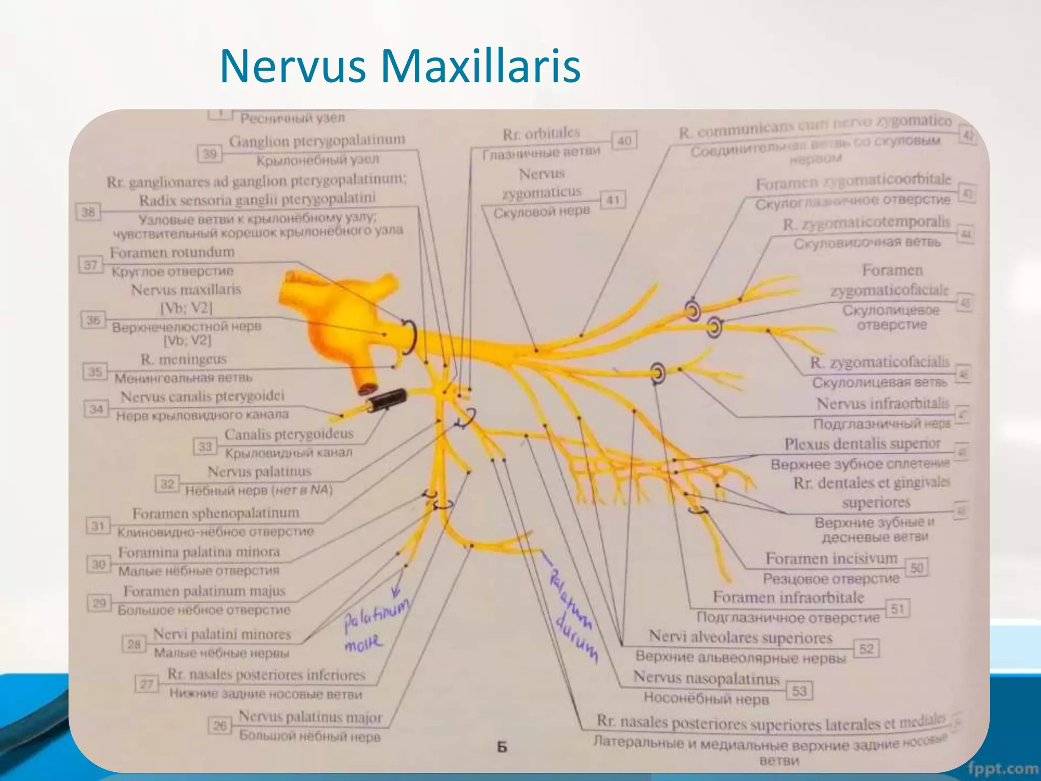 Branches of Trigeminal Nerve | PPTX