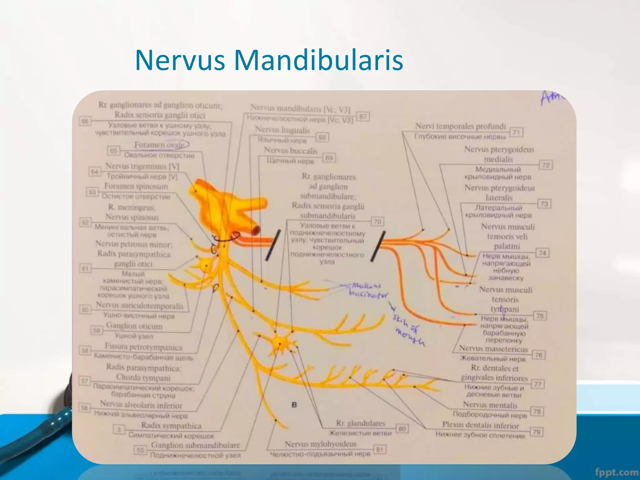 Branches of Trigeminal Nerve | PPTX