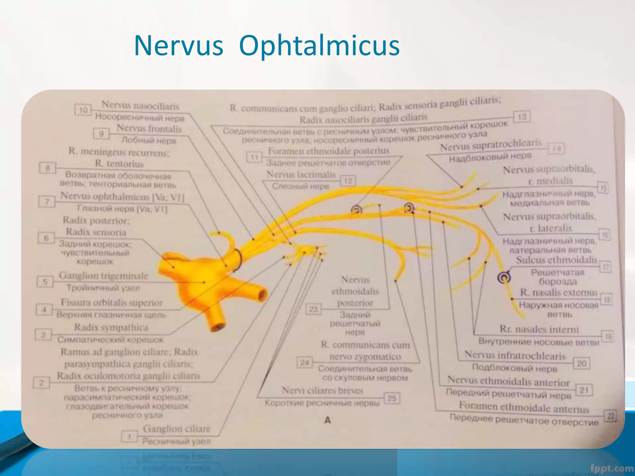 Branches of Trigeminal Nerve | PPTX