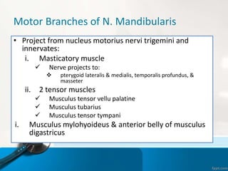 Branches of Trigeminal Nerve | PPTX
