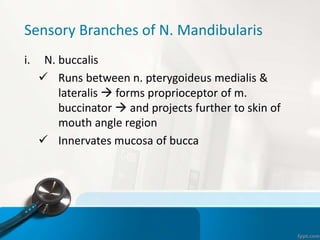 Branches of Trigeminal Nerve | PPTX