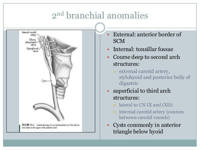 Branchial anomalies