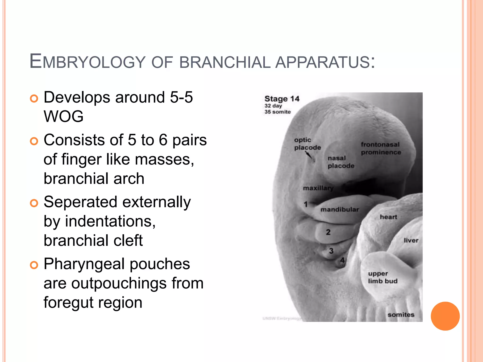 Branchial anomalies | PPTX