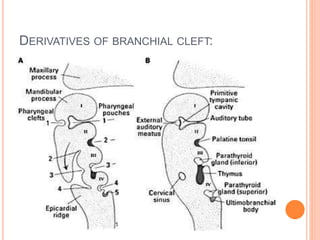 Branchial anomalies | PPTX