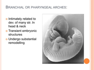 Branchial anomalies | PPTX
