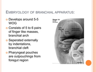 Branchial anomalies | PPTX
