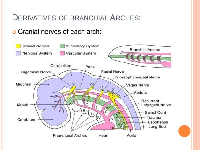 Branchial anomalies | PPTX | Thyroid Disorders | Endocrine and ...