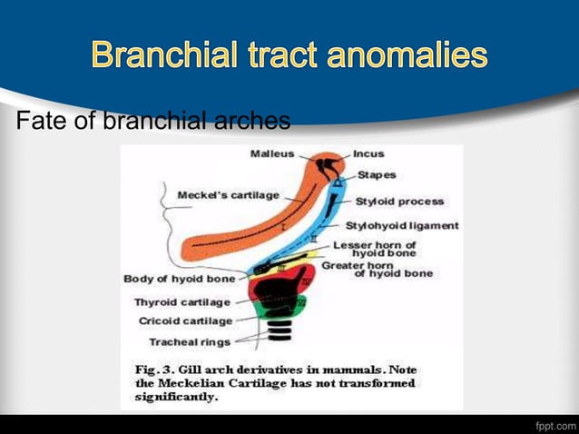 Branchial anomalies | PPTX