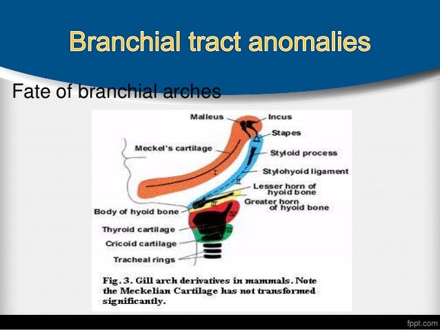 Branchial anomalies