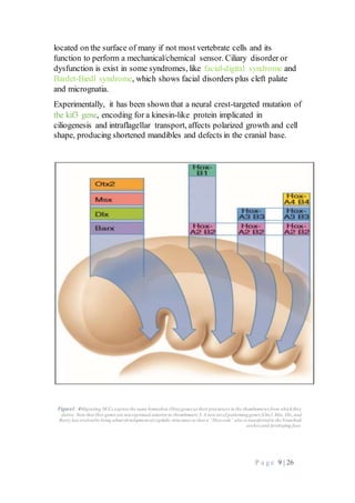 Branchial arch and develpment of the palate | DOCX
