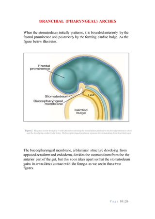Branchial arch and develpment of the palate | DOCX