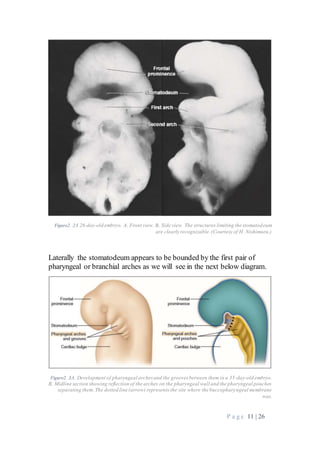 Branchial arch and develpment of the palate | DOCX